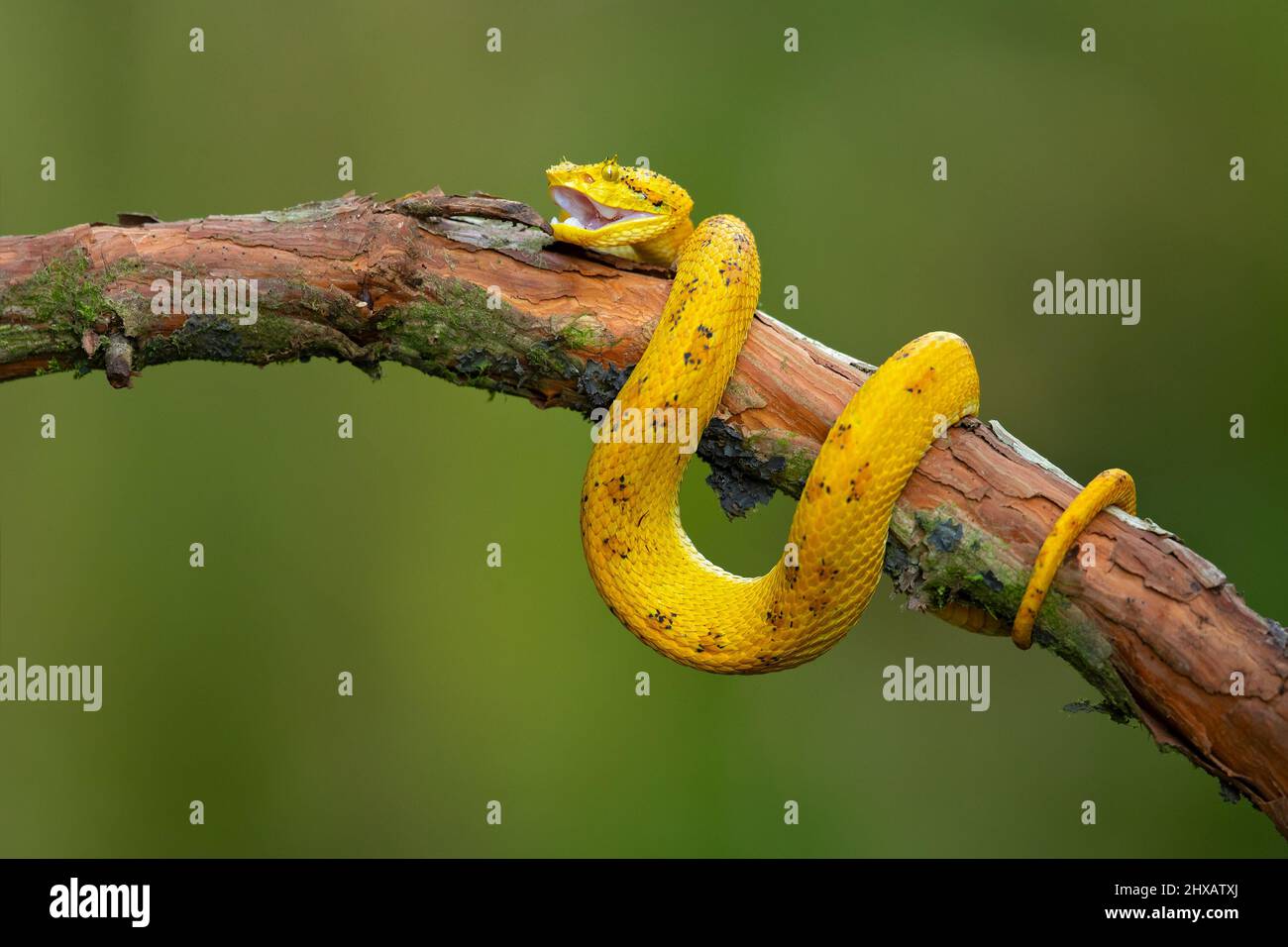 Yellow blotched palm pit viper hi-res stock photography and images - Alamy