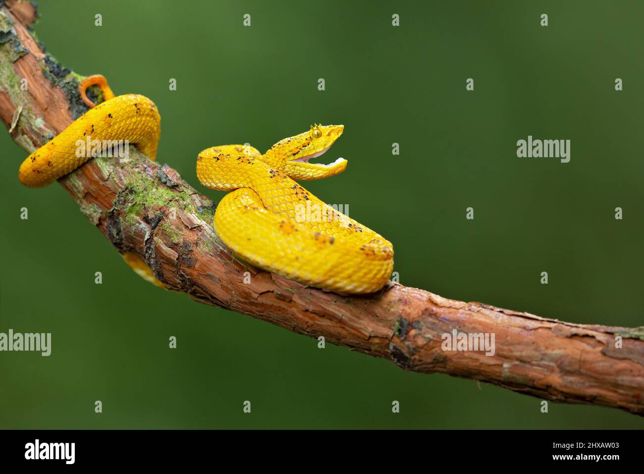 Pit viper snakes hi-res stock photography and images - Alamy