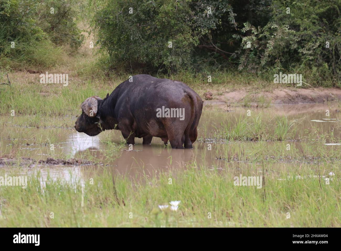 buffalo in water Stock Photo - Alamy
