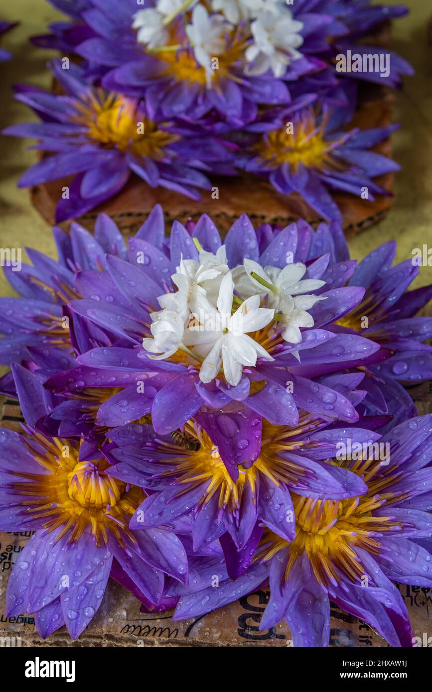 Close up of Lotus flowers at the flower market beside the temple in ...