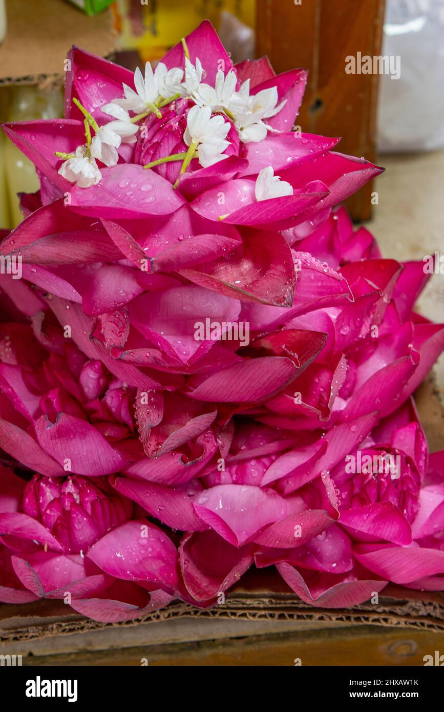 Close up of Lotus flowers at the flower market beside the temple in ...