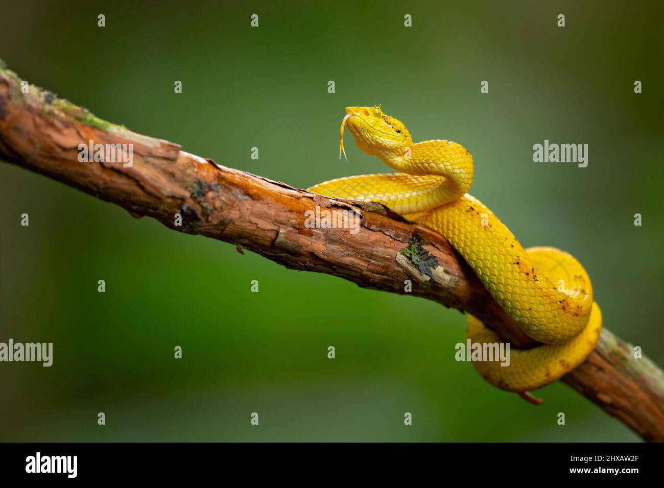 Yellow blotched palm pit viper hi-res stock photography and images - Alamy