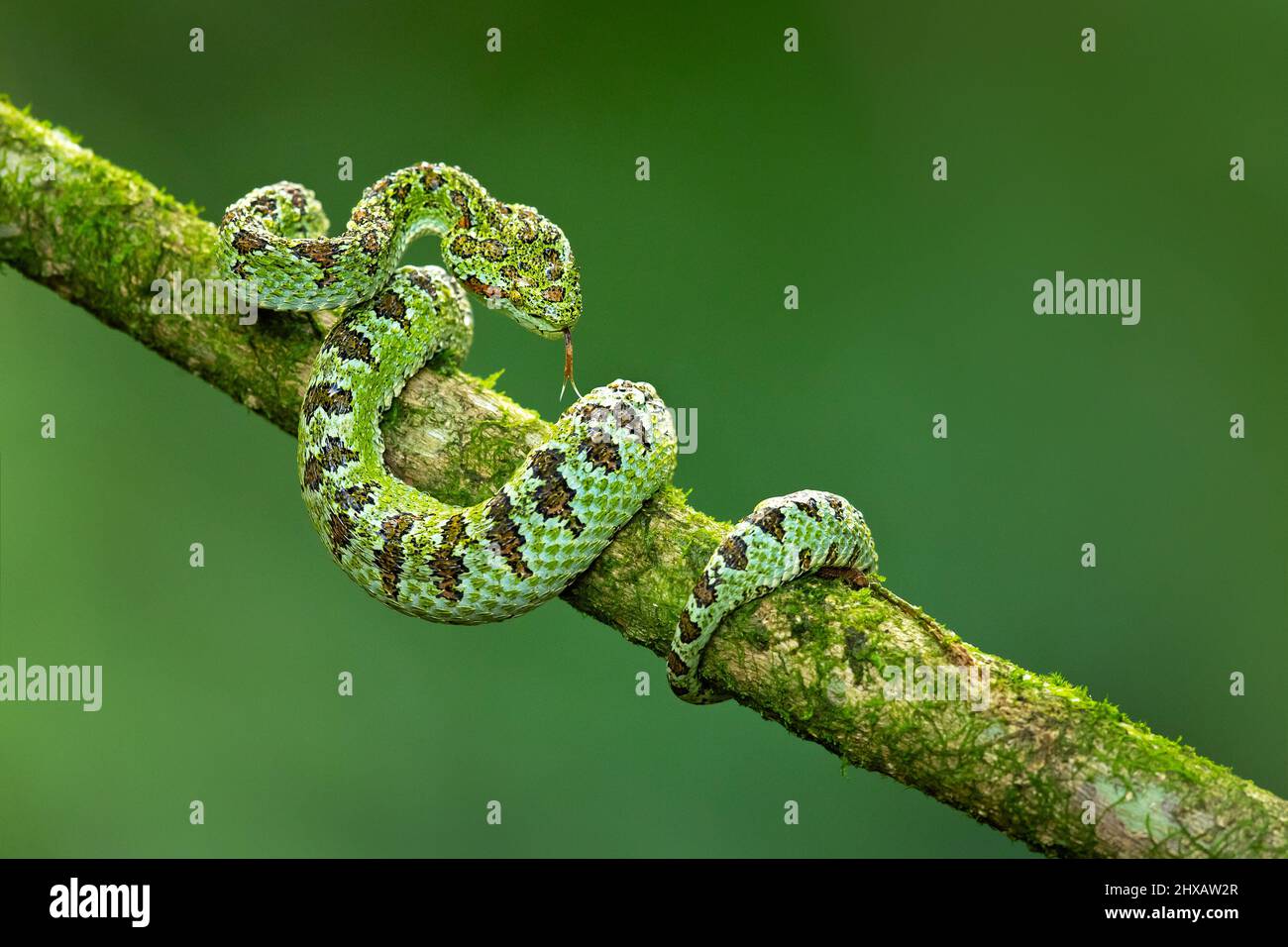 Pit viper snakes hi-res stock photography and images - Alamy