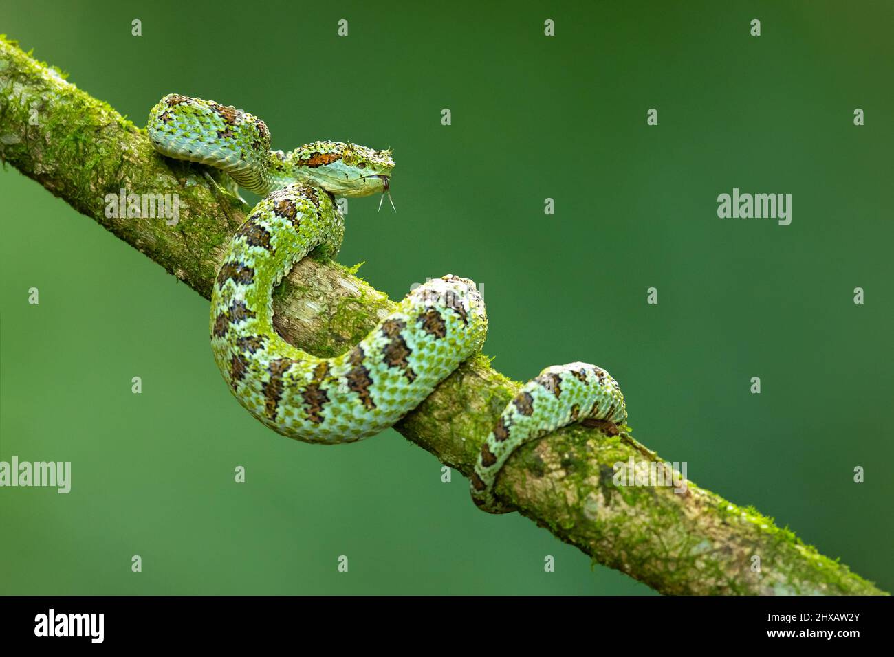 Yellow blotched palm pit viper hi-res stock photography and images - Alamy