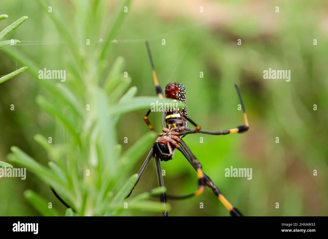 Long leg spiders hi-res stock photography and images - Alamy