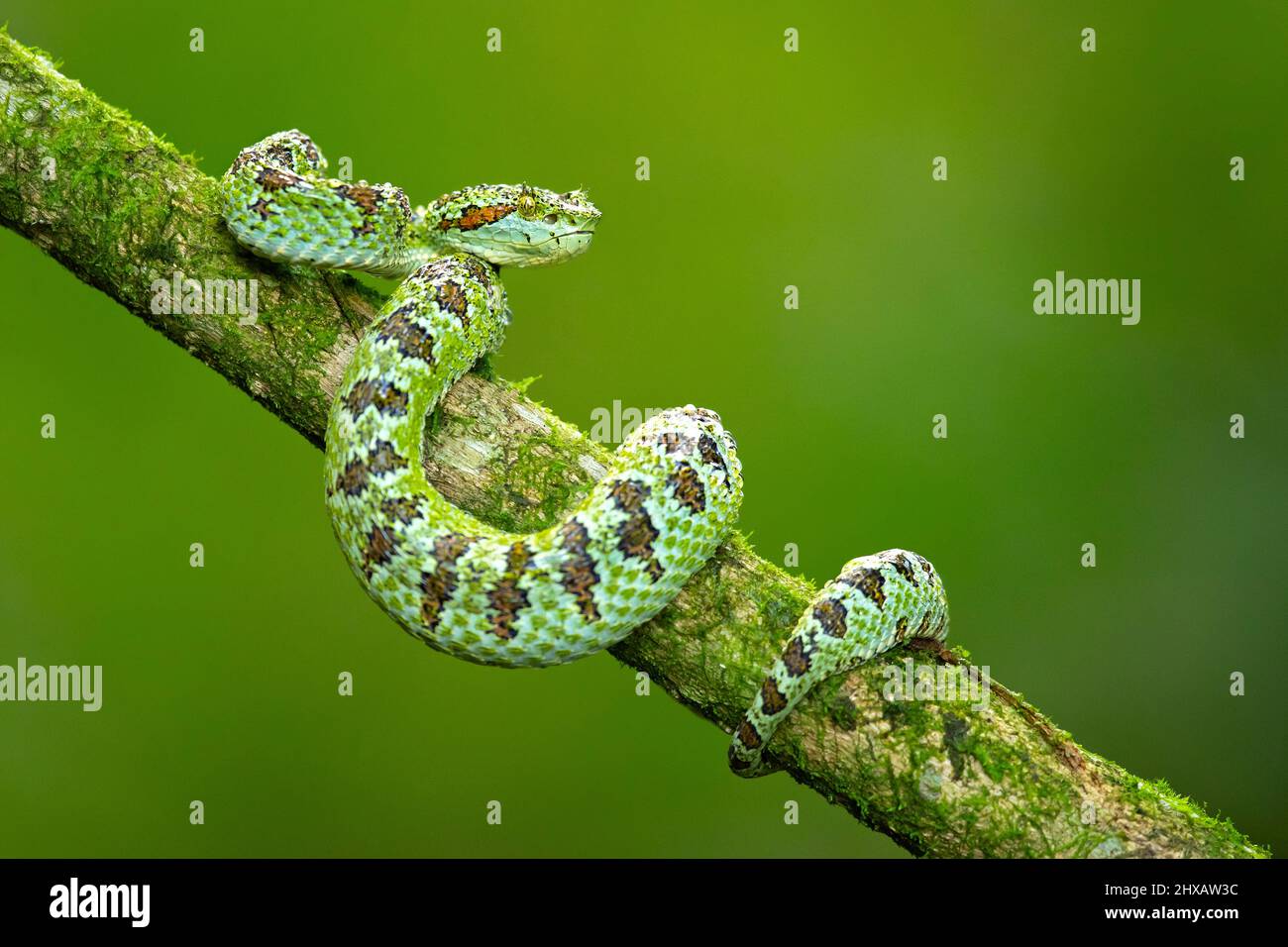 Vipers of rain forest hi-res stock photography and images - Alamy