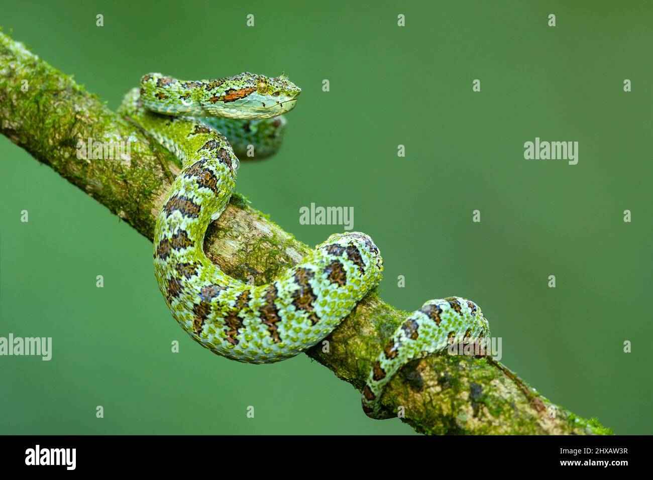 Palm pit vipers hi-res stock photography and images - Alamy