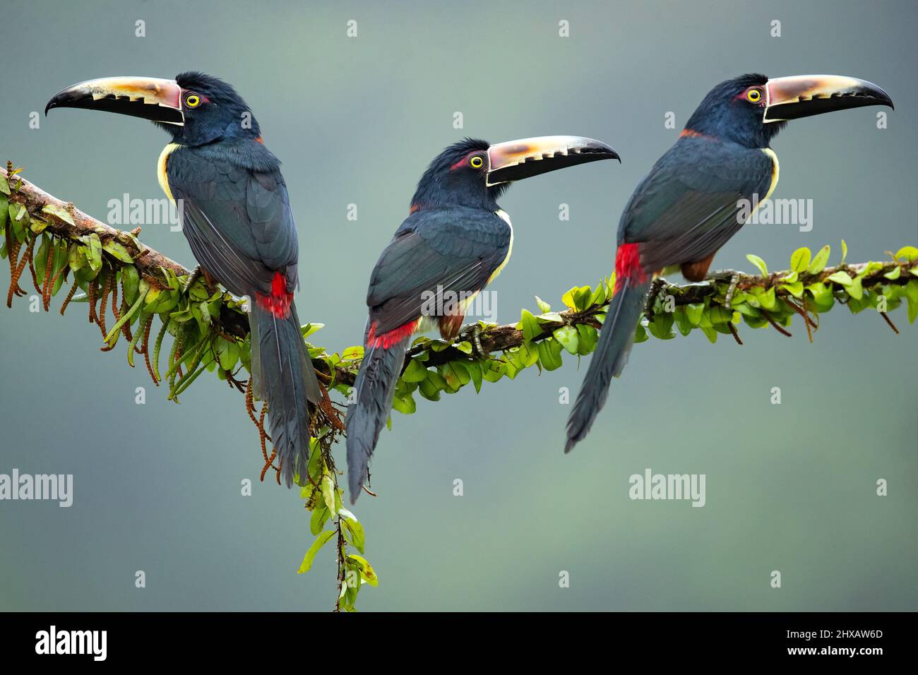 Banded aracari toucan hi-res stock photography and images - Alamy