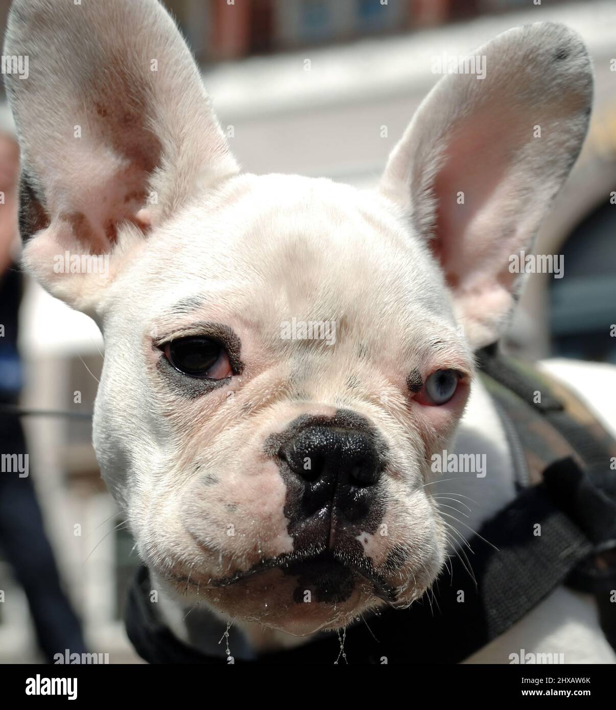 Face of a french bulldog. It looks very sad Stock Photo - Alamy