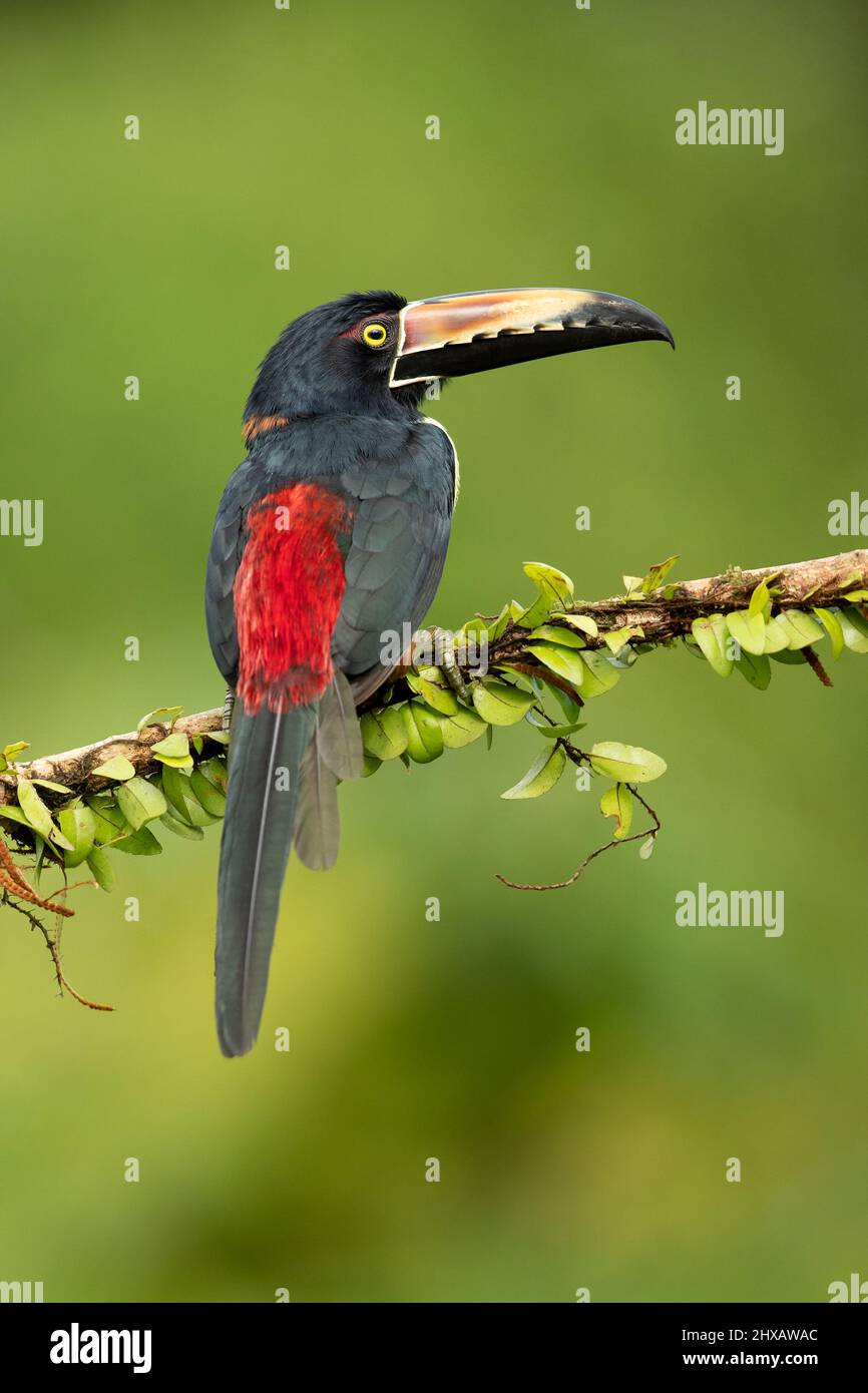Banded aracari toucan hi-res stock photography and images - Alamy