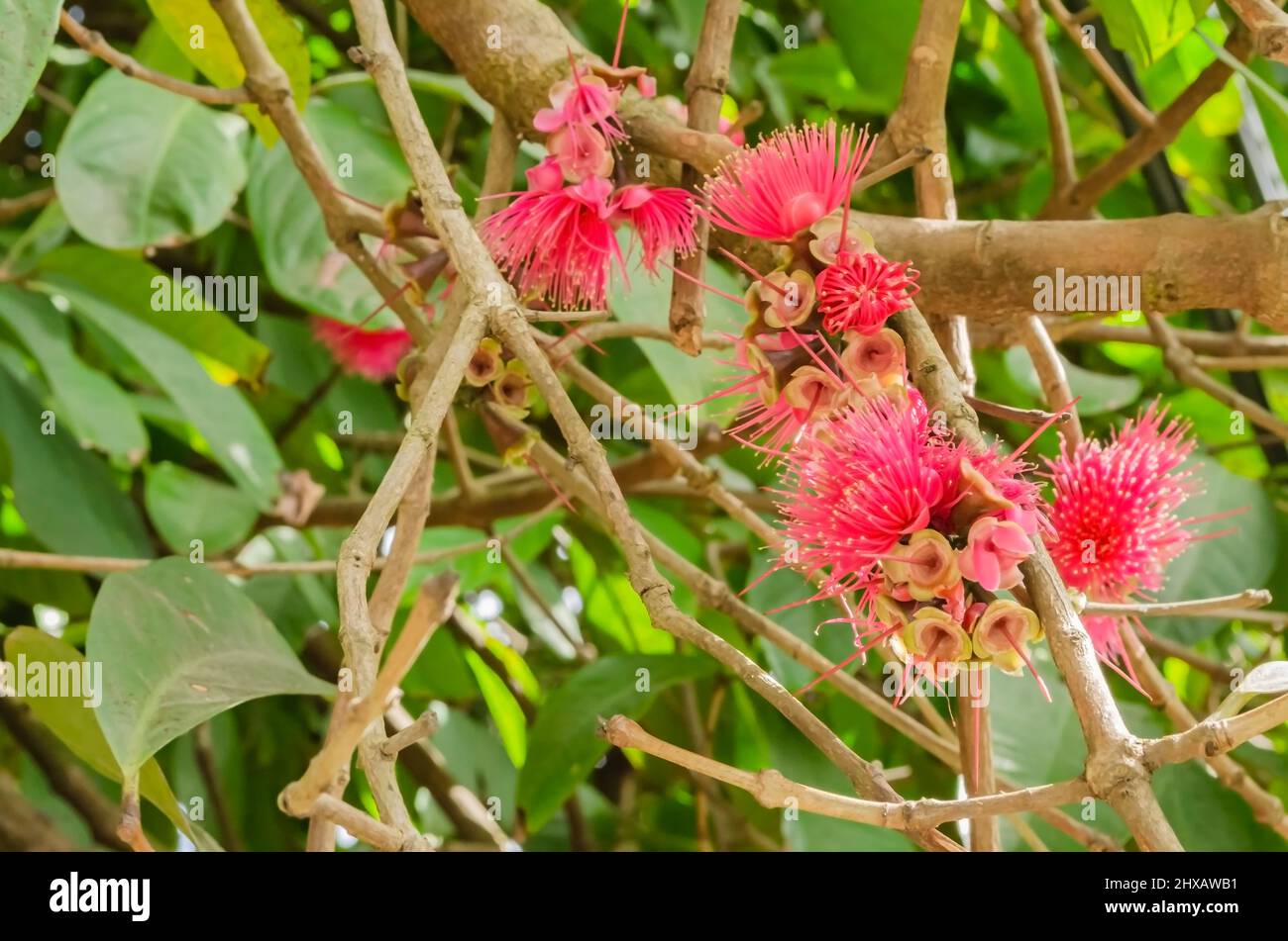 Stemen hi-res stock photography and images - Alamy