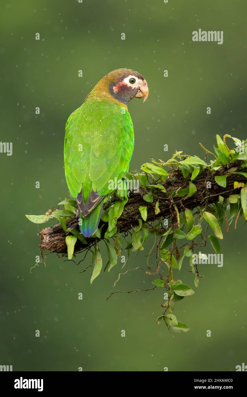 The brown-hooded parrot (Pyrilia haematotis) is a small parrot which is ...