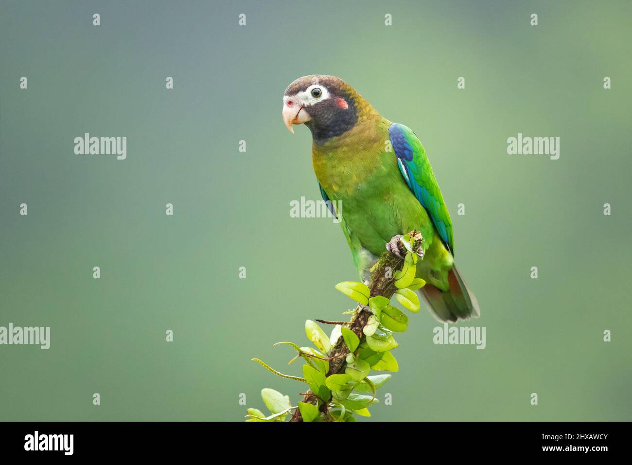 The brown-hooded parrot (Pyrilia haematotis) is a small parrot which is ...
