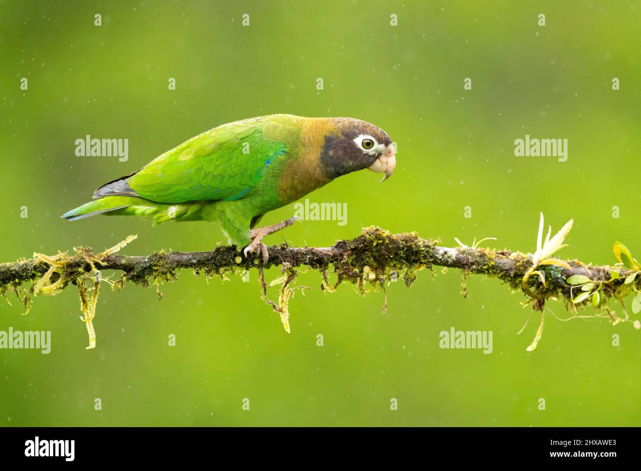 The brown-hooded parrot (Pyrilia haematotis) is a small parrot which is ...