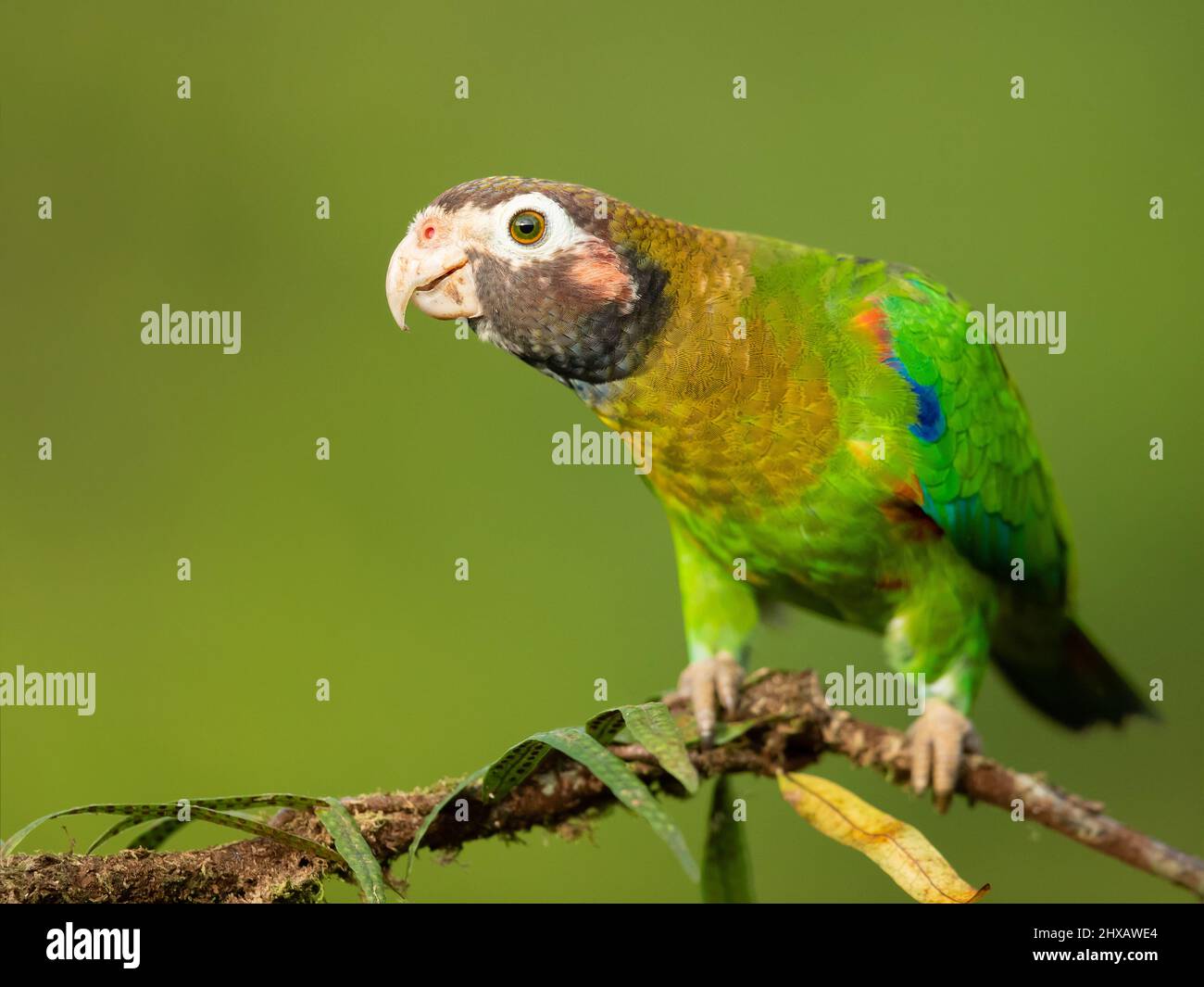 The brown-hooded parrot (Pyrilia haematotis) is a small parrot which is ...