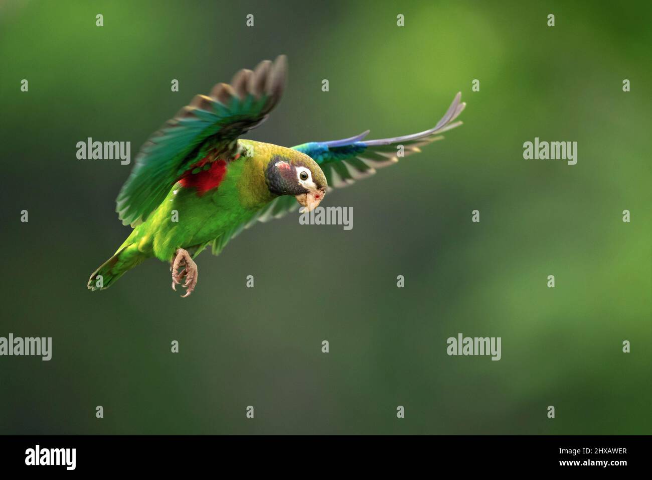 The brown-hooded parrot (Pyrilia haematotis) is a small parrot which is ...