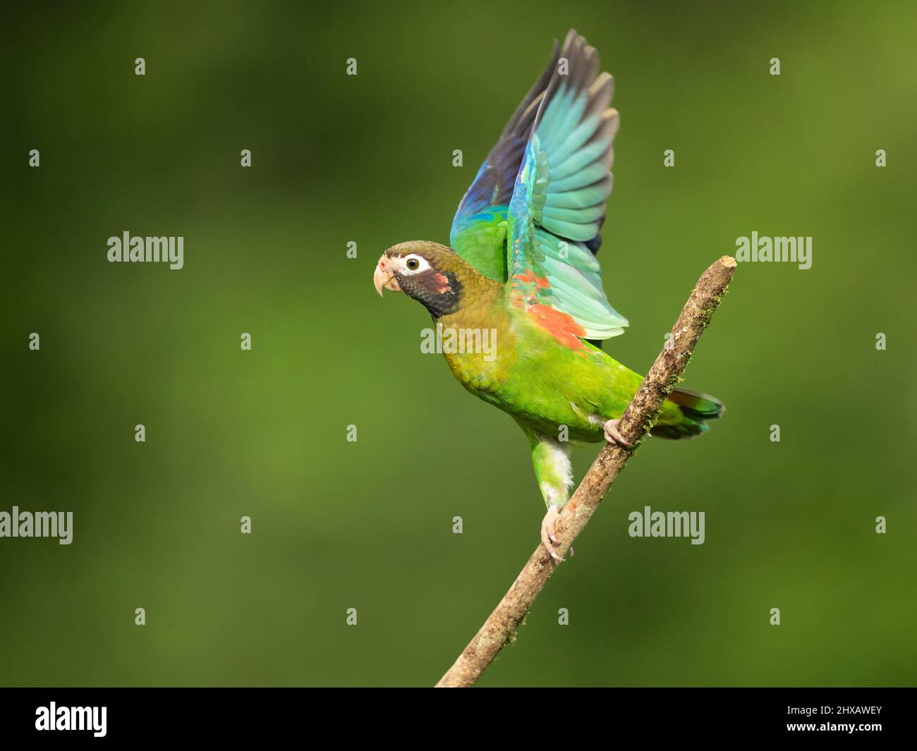 The brown-hooded parrot (Pyrilia haematotis) is a small parrot which is ...