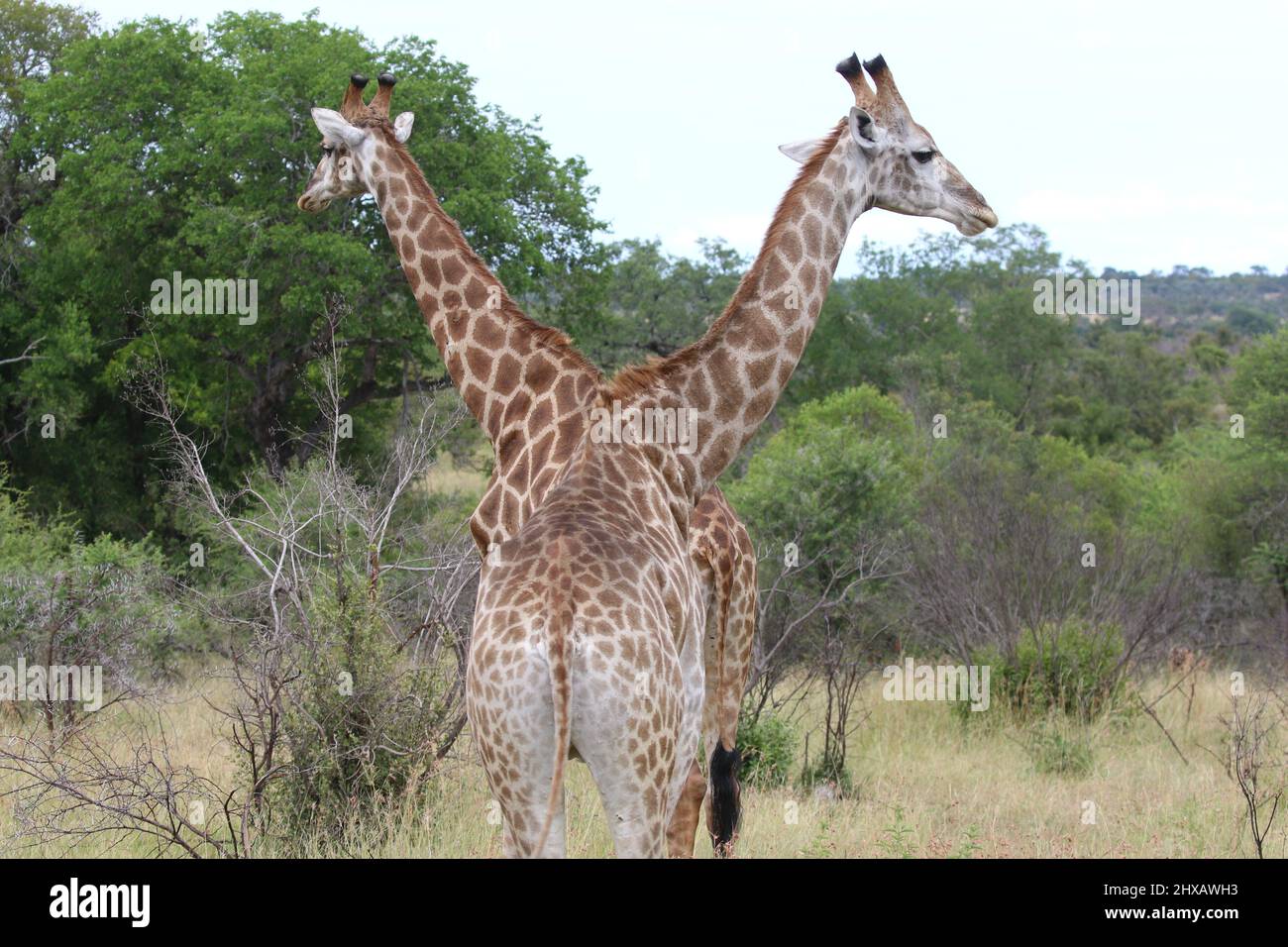 Two Headed Giraffe