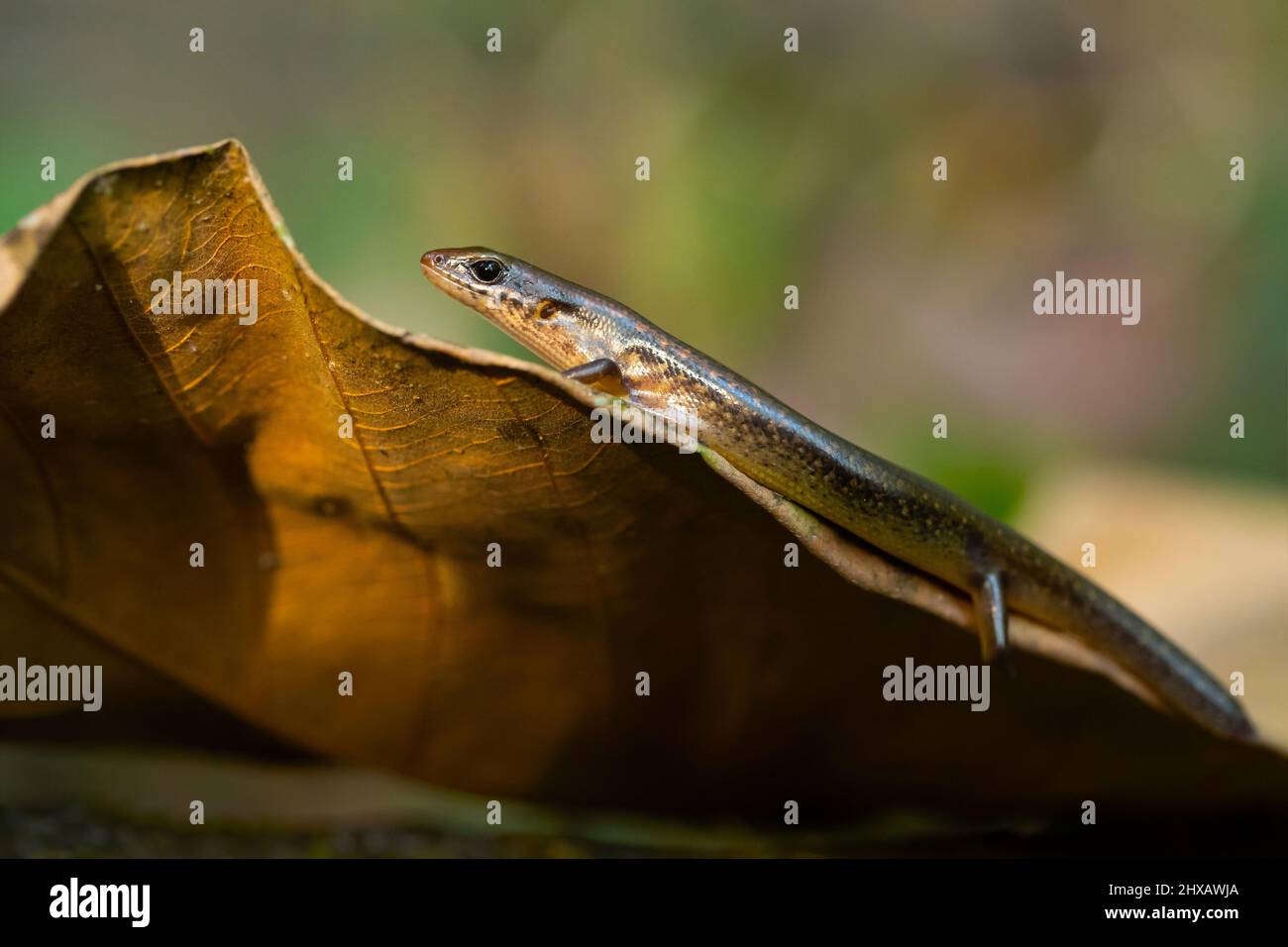 Scincella cherriei, commonly known as the brown forest skink and Cope's ...