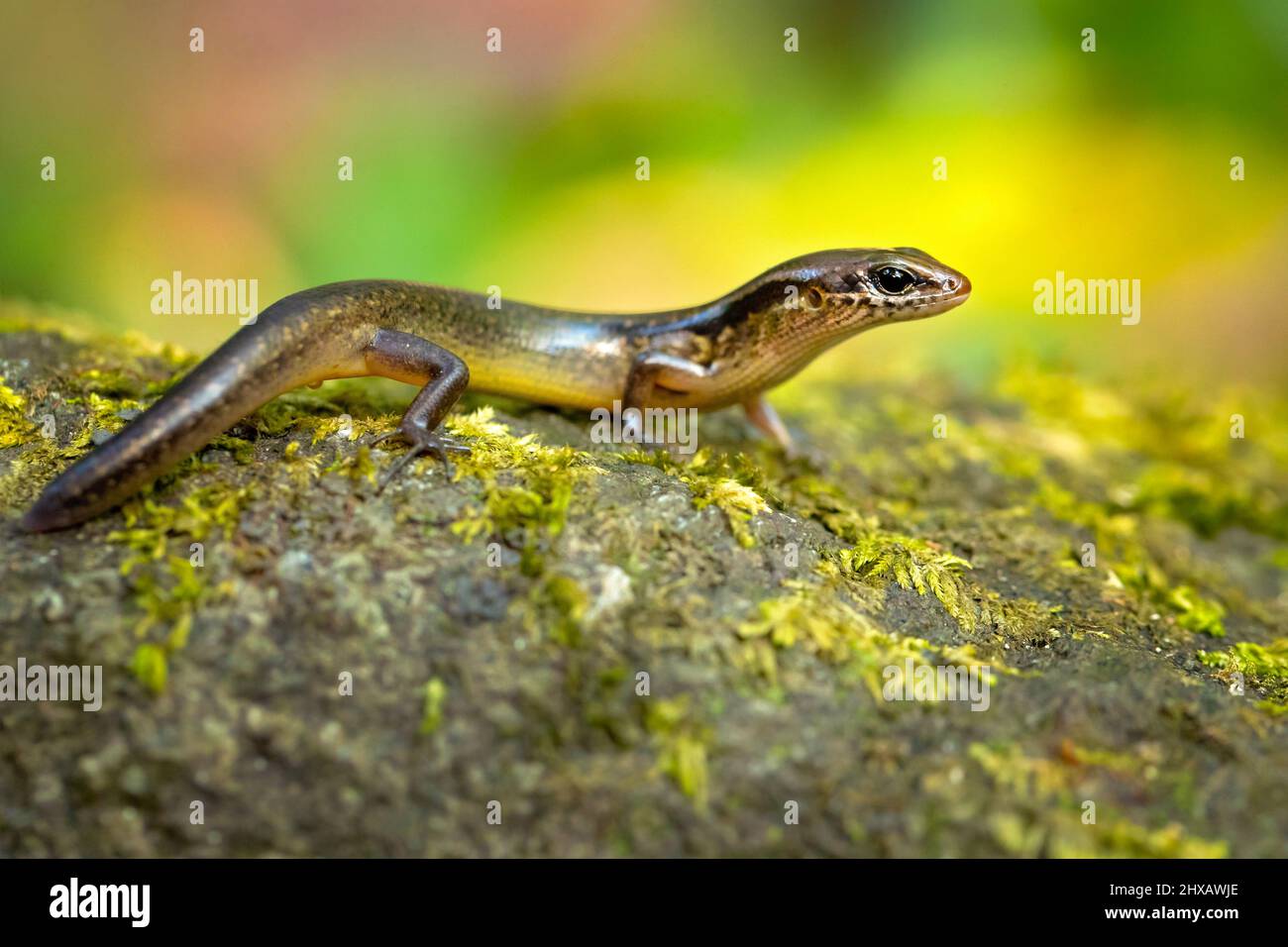 Scincella cherriei, commonly known as the brown forest skink and Cope's ...