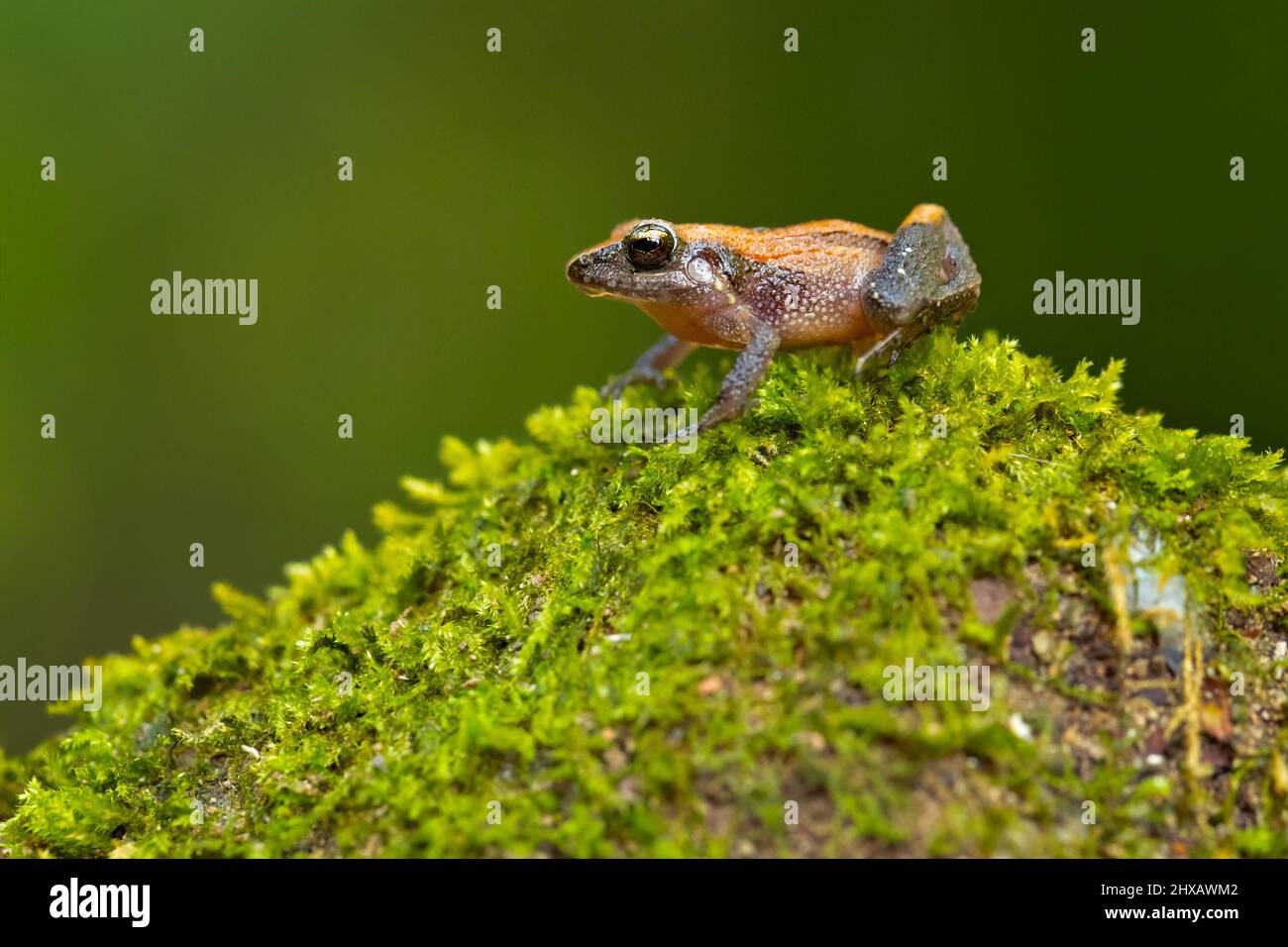Craugastor stejnegerianus is a species of frog in the family ...