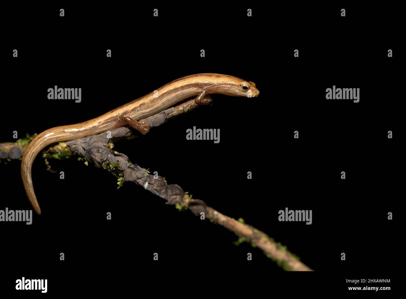 The salamanders hi-res stock photography and images - Alamy