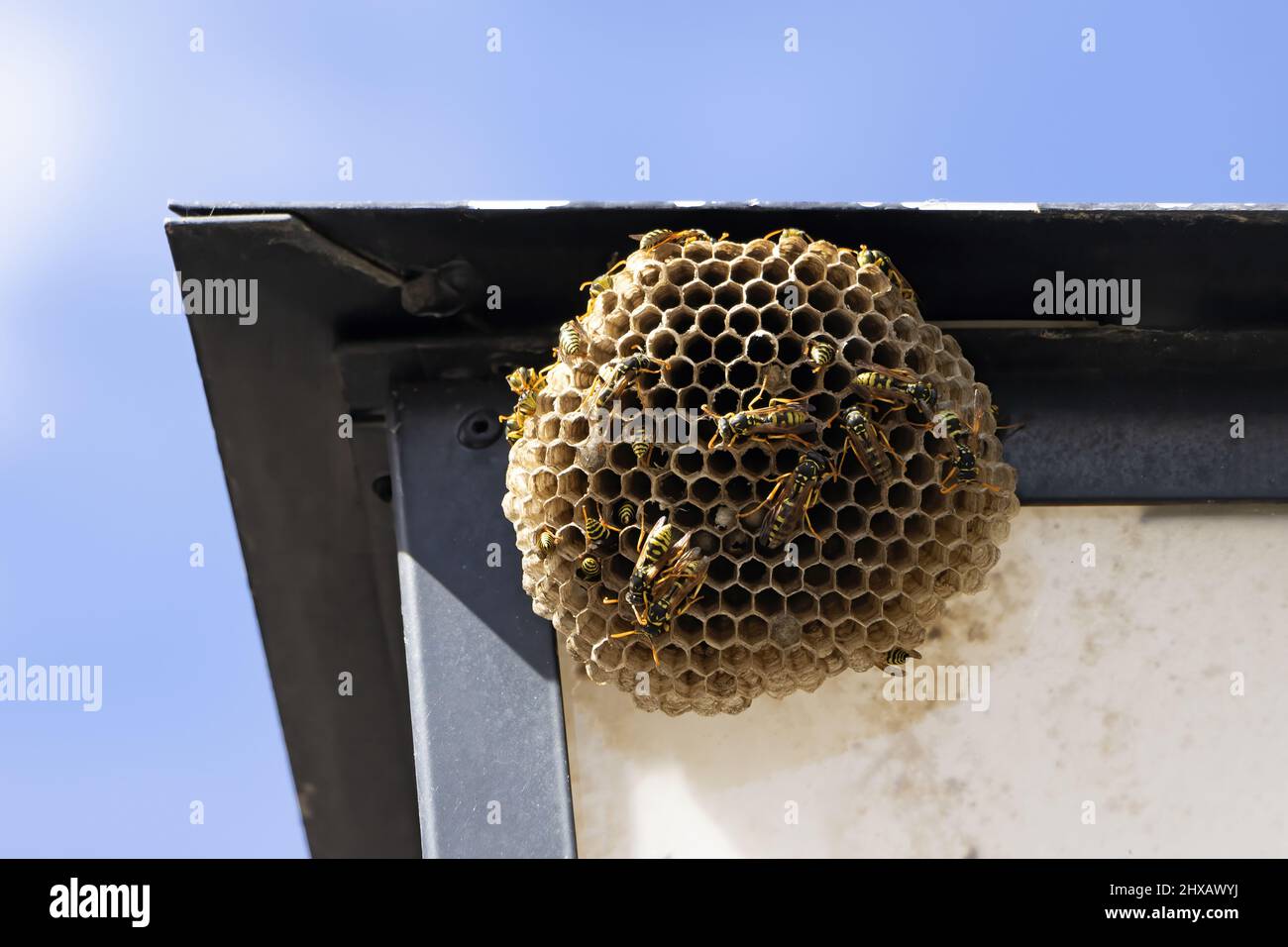 Wasp nest with wasps, vespula vulgaris, working and flying over it ...
