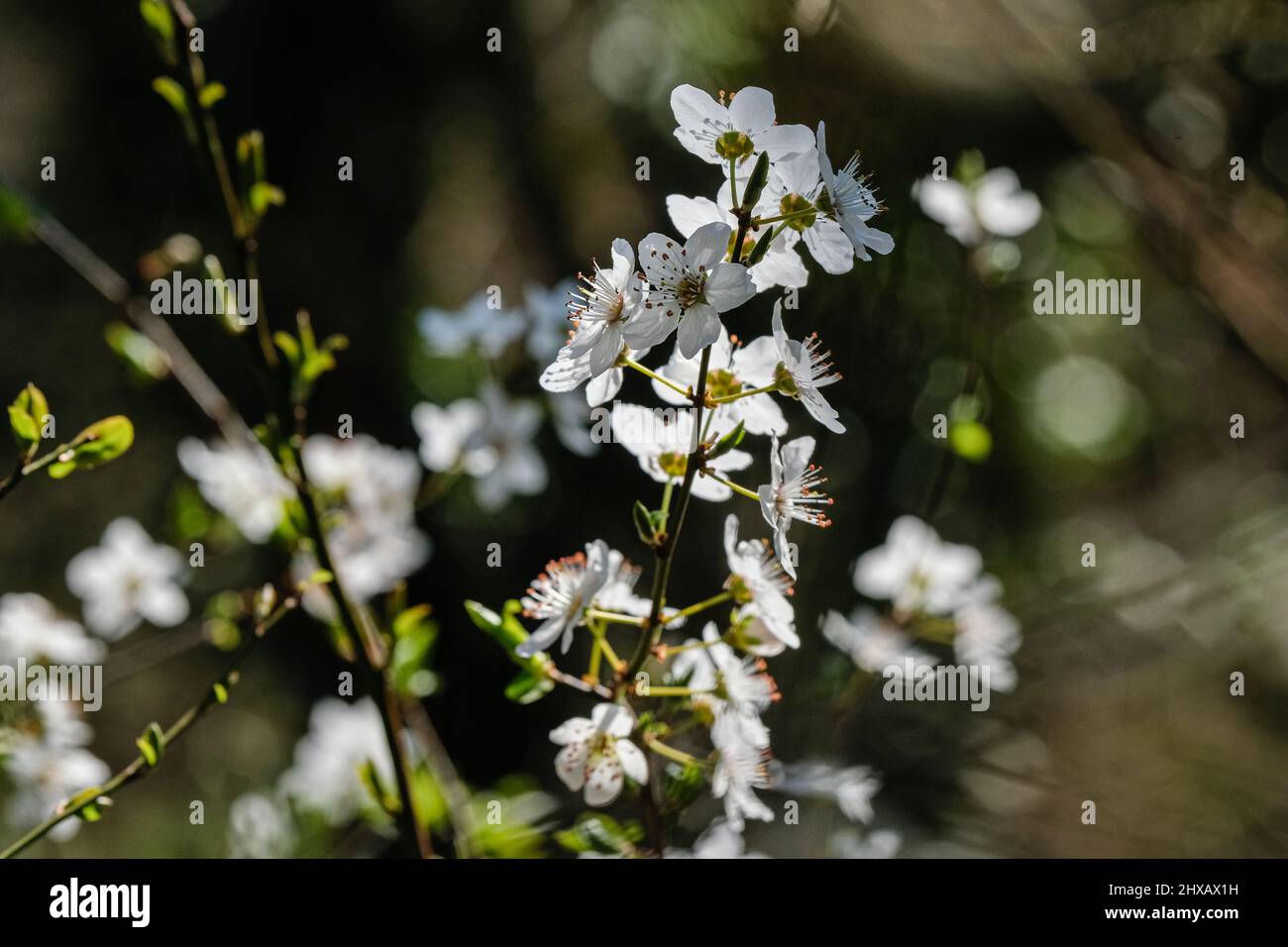 Ste Foy-lès-Lyon (France), 9 March 2022. First spring flowers in the ...