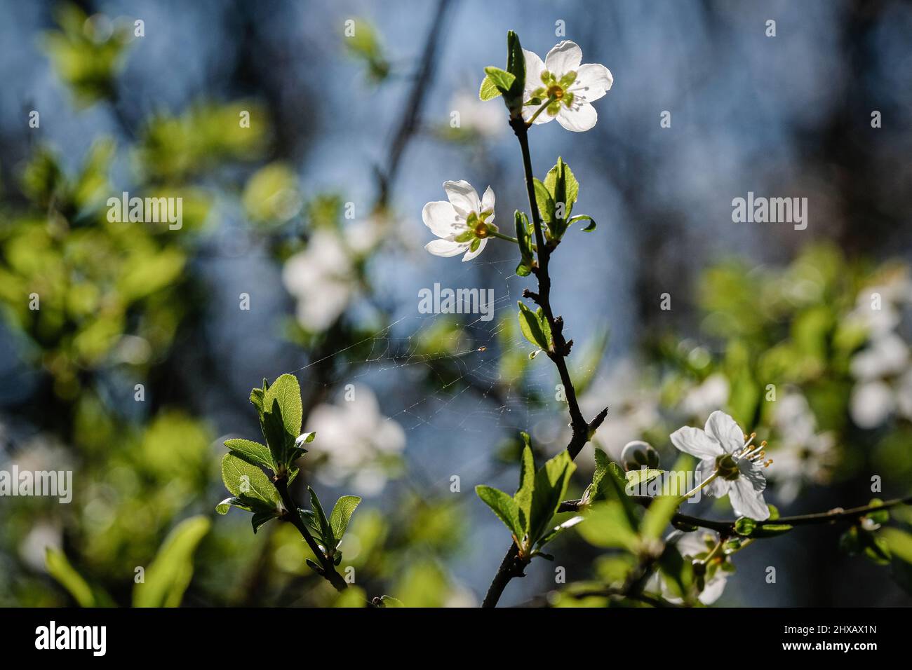 Ste Foy-lès-Lyon (France), 9 March 2022. First spring flowers in the ...