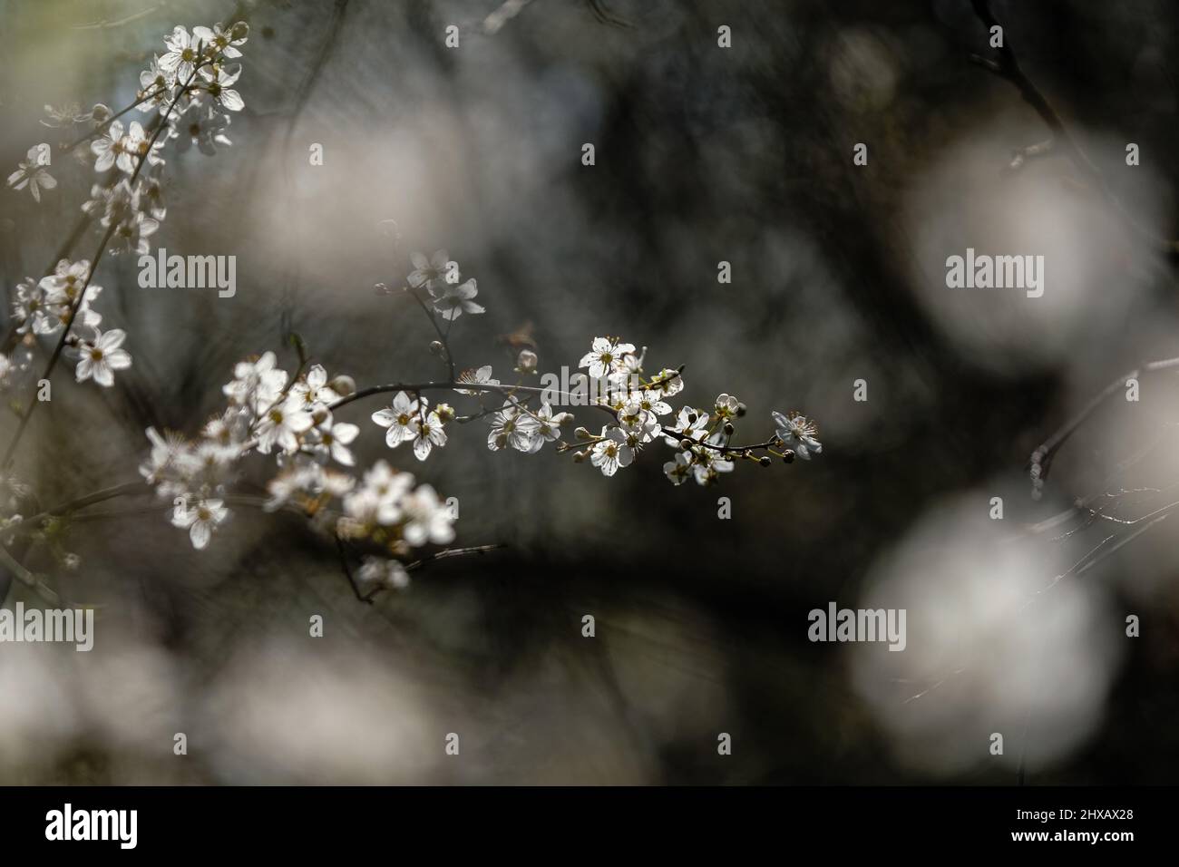 Ste Foy-lès-Lyon (France), 9 March 2022. First spring flowers in the ...