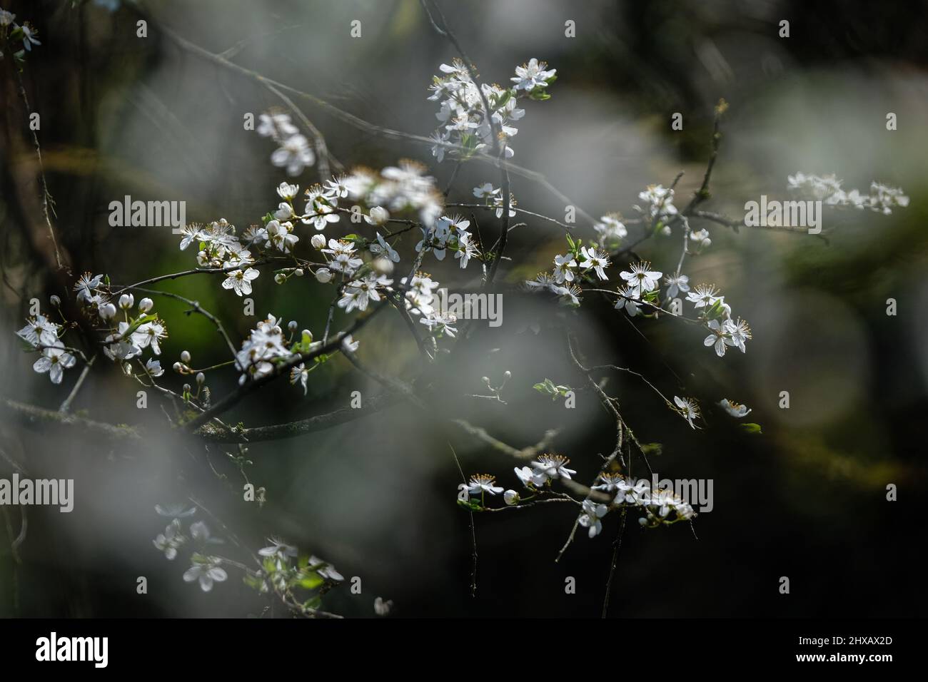 Ste Foy-lès-Lyon (France), 9 March 2022. First spring flowers in the ...