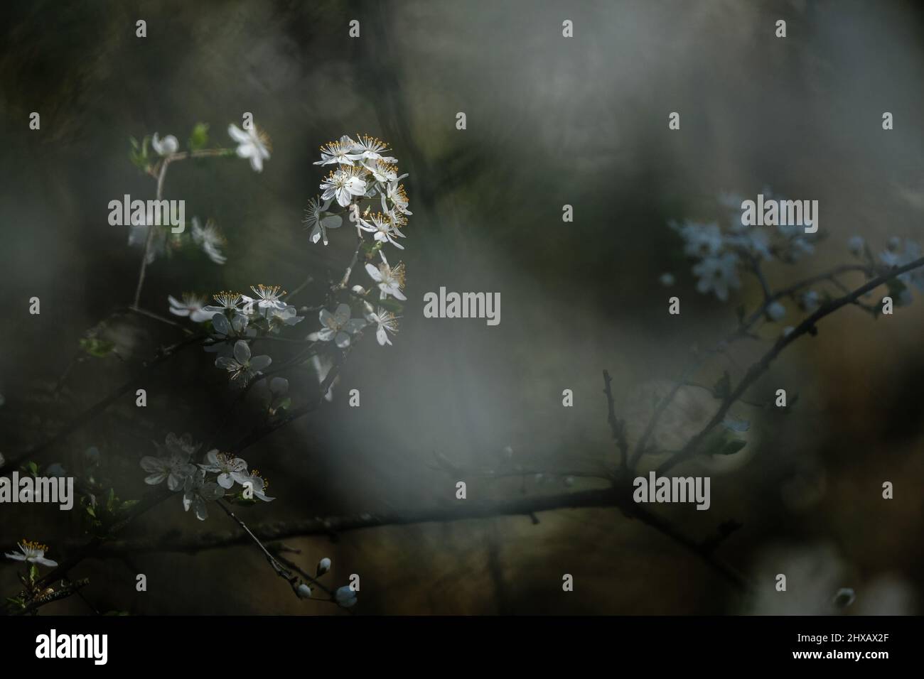 Ste Foy-lès-Lyon (France), 9 March 2022. First spring flowers in the ...