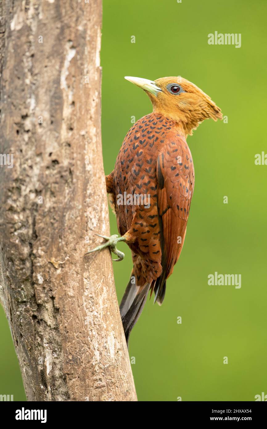Chestnut-colored woodpecker (Celeus castaneus) is a species of bird in ...
