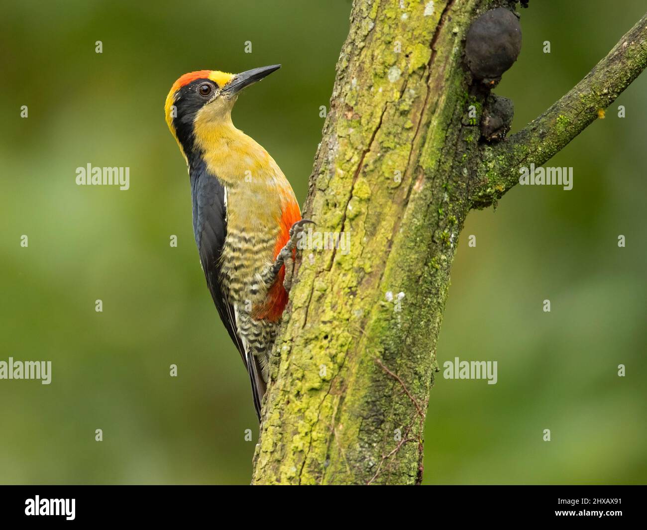 Golden-naped woodpecker (Melanerpes chrysauchen) is a species of bird ...
