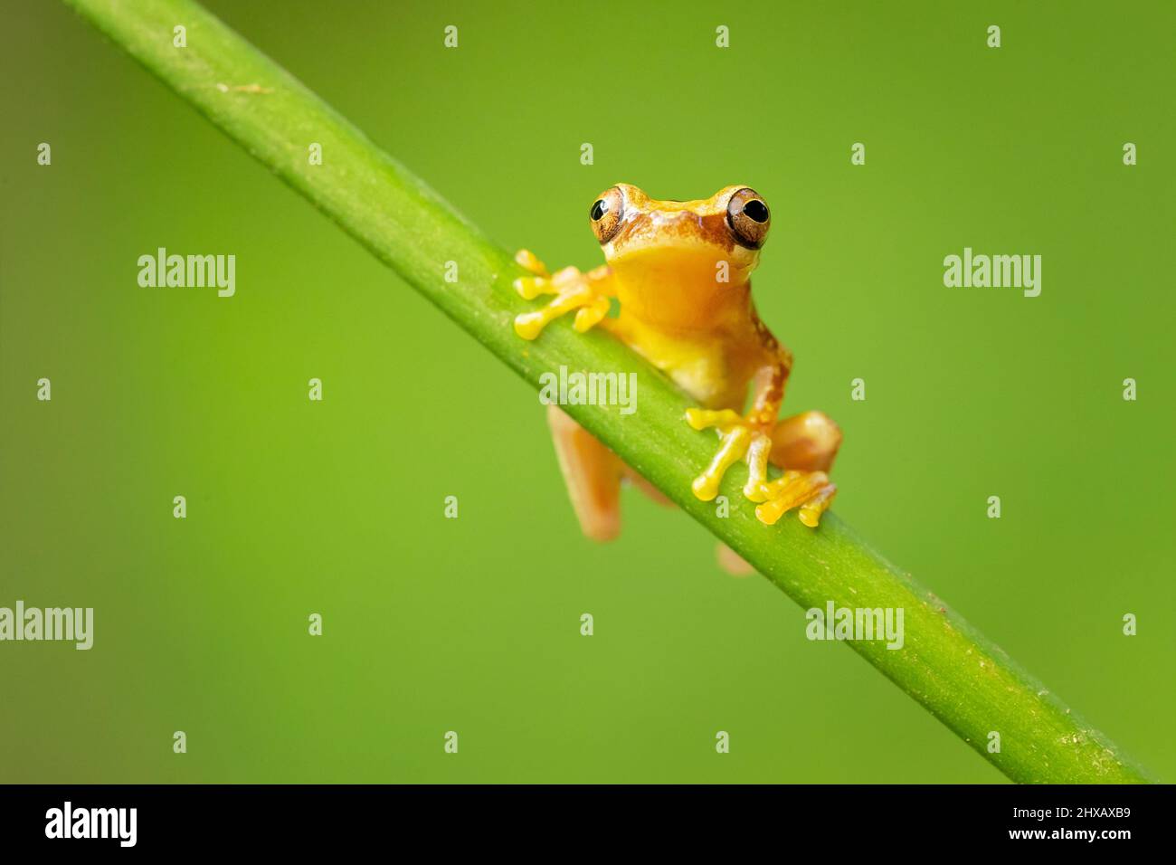 Dendropsophus ebraccatus, also known as the hourglass treefrog or ...