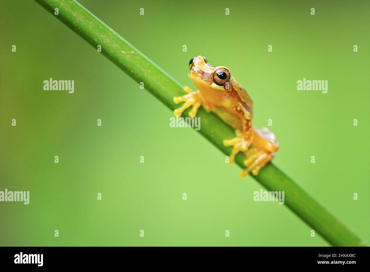 Dendropsophus ebraccatus, also known as the hourglass treefrog or ...