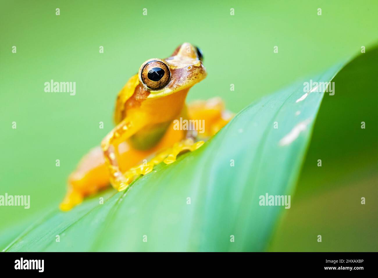 Dendropsophus ebraccatus, also known as the hourglass treefrog or ...