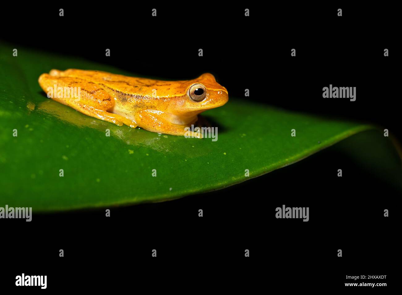 Dendropsophus ebraccatus, also known as the hourglass treefrog or ...