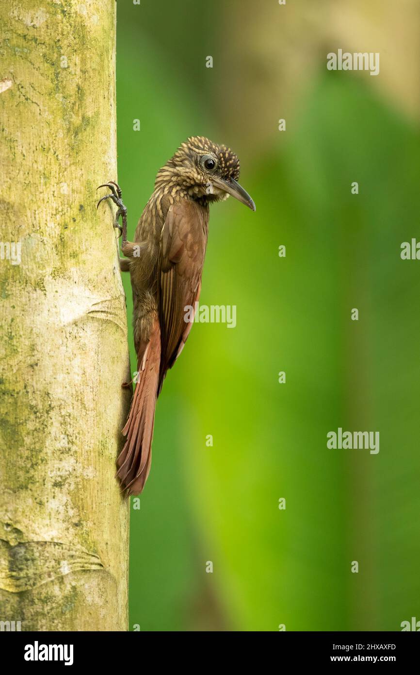 Cocoa woodcreeper (Xiphorhynchus susurrans) is a passerine bird in the ...