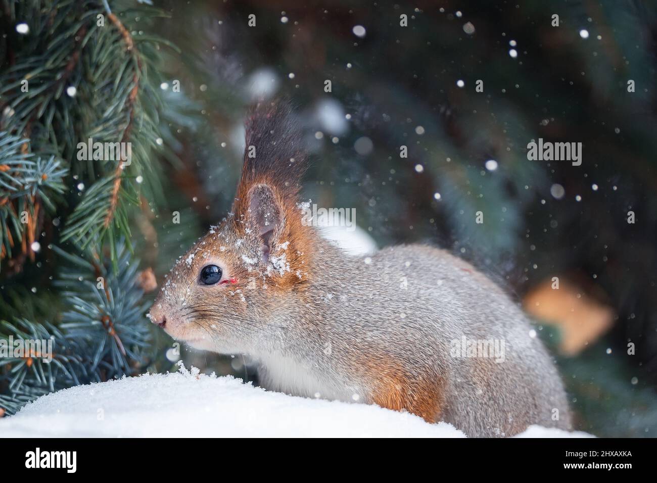 Squirrel in winter sits on a tree trunk with snow. Eurasian red ...