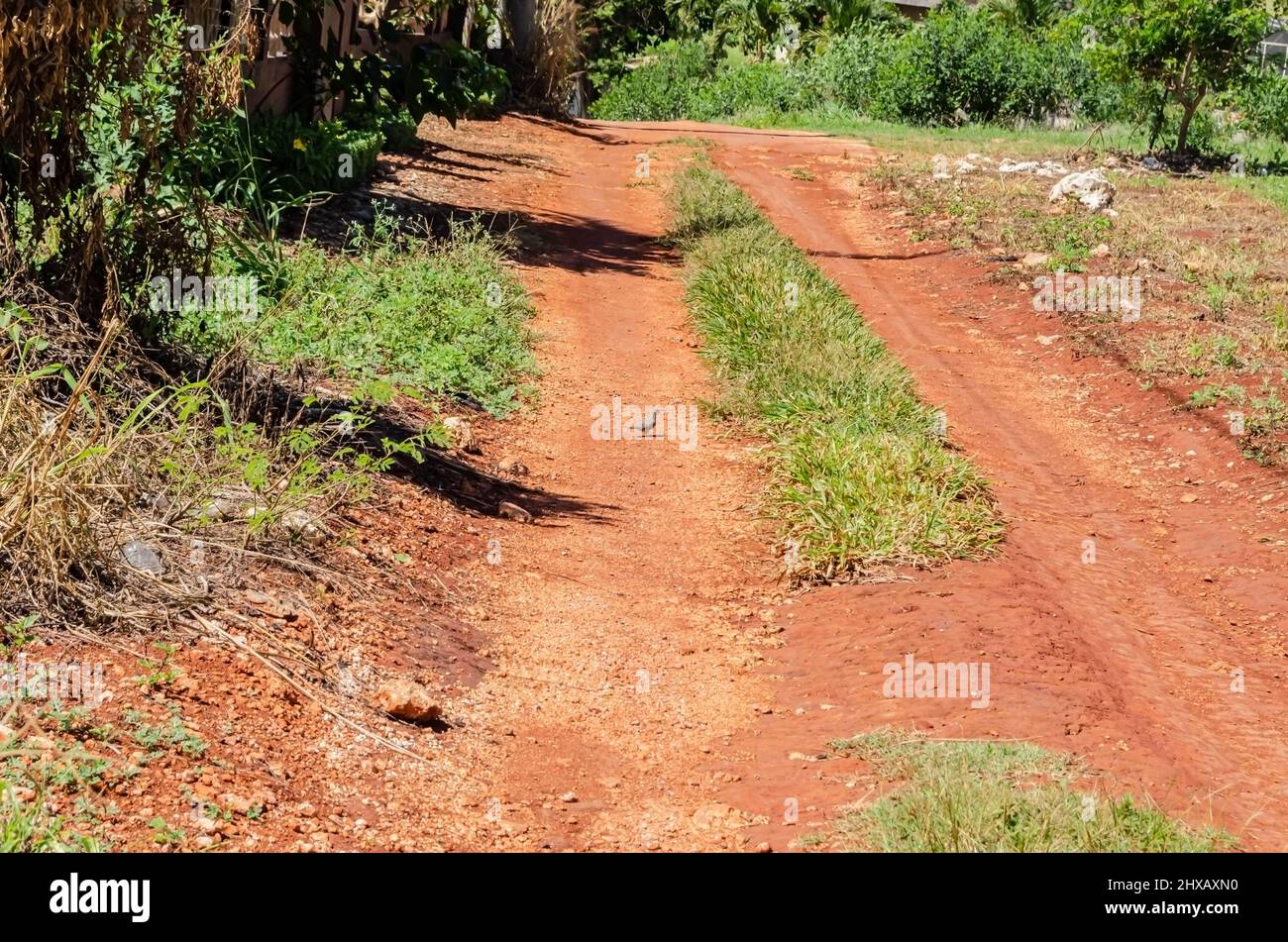 The bright sun lights up the path of a narow dirt road casting shadows ...