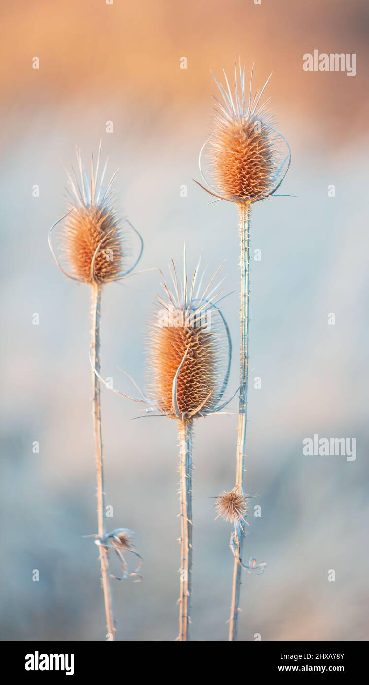 Dry three curly plumeless thistle, Carduus crispus with blured ...
