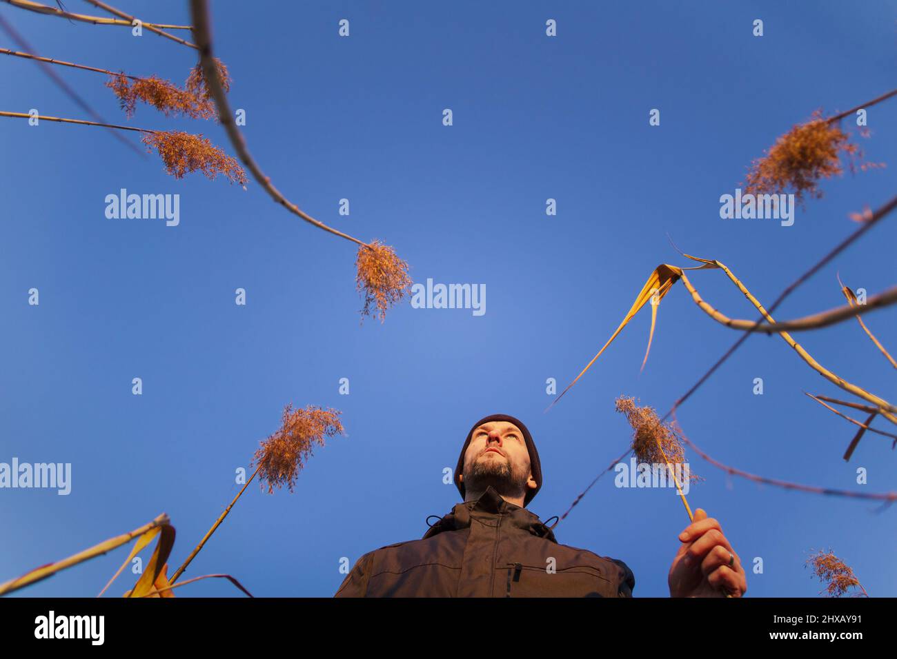 Young caucasian man in casual clothes walking in high dry grass. Bottom ...
