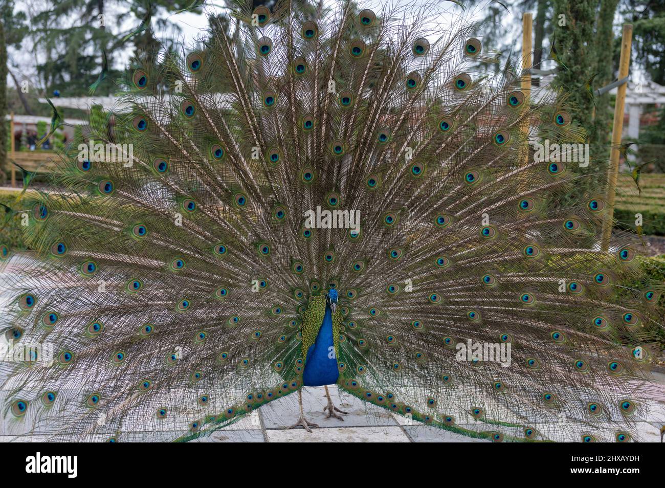 A peacock with its tail spread out showing all its splendor and color ...