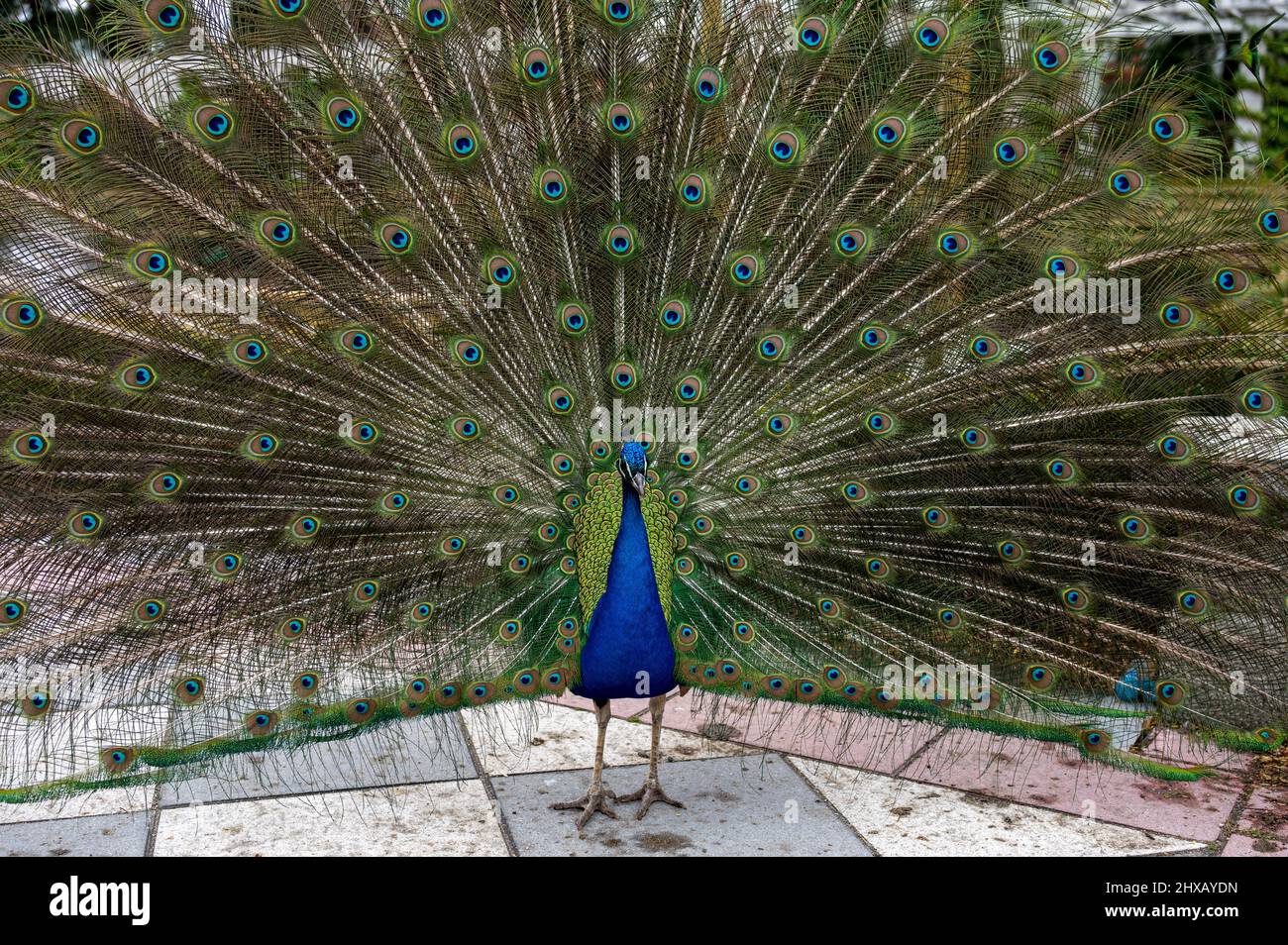 A peacock with its tail spread out showing all its splendor and color ...