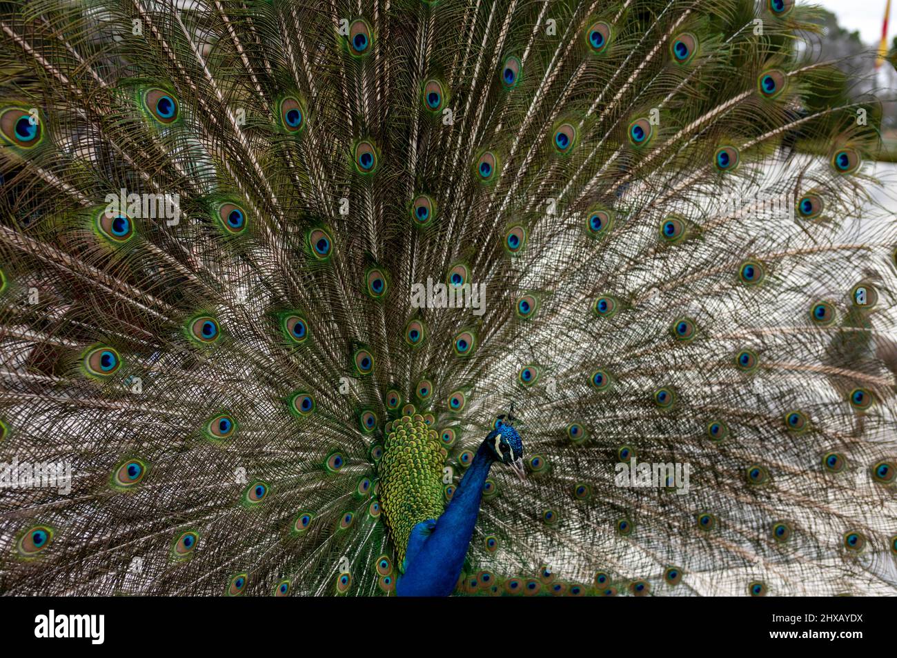 A peacock with its tail spread out showing all its splendor and color ...