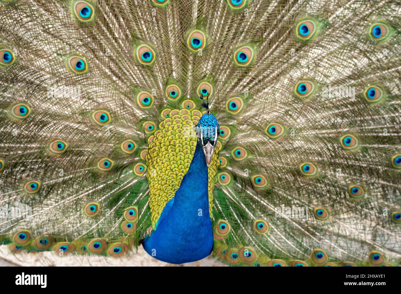 A peacock with its tail spread out showing all its splendor and color ...