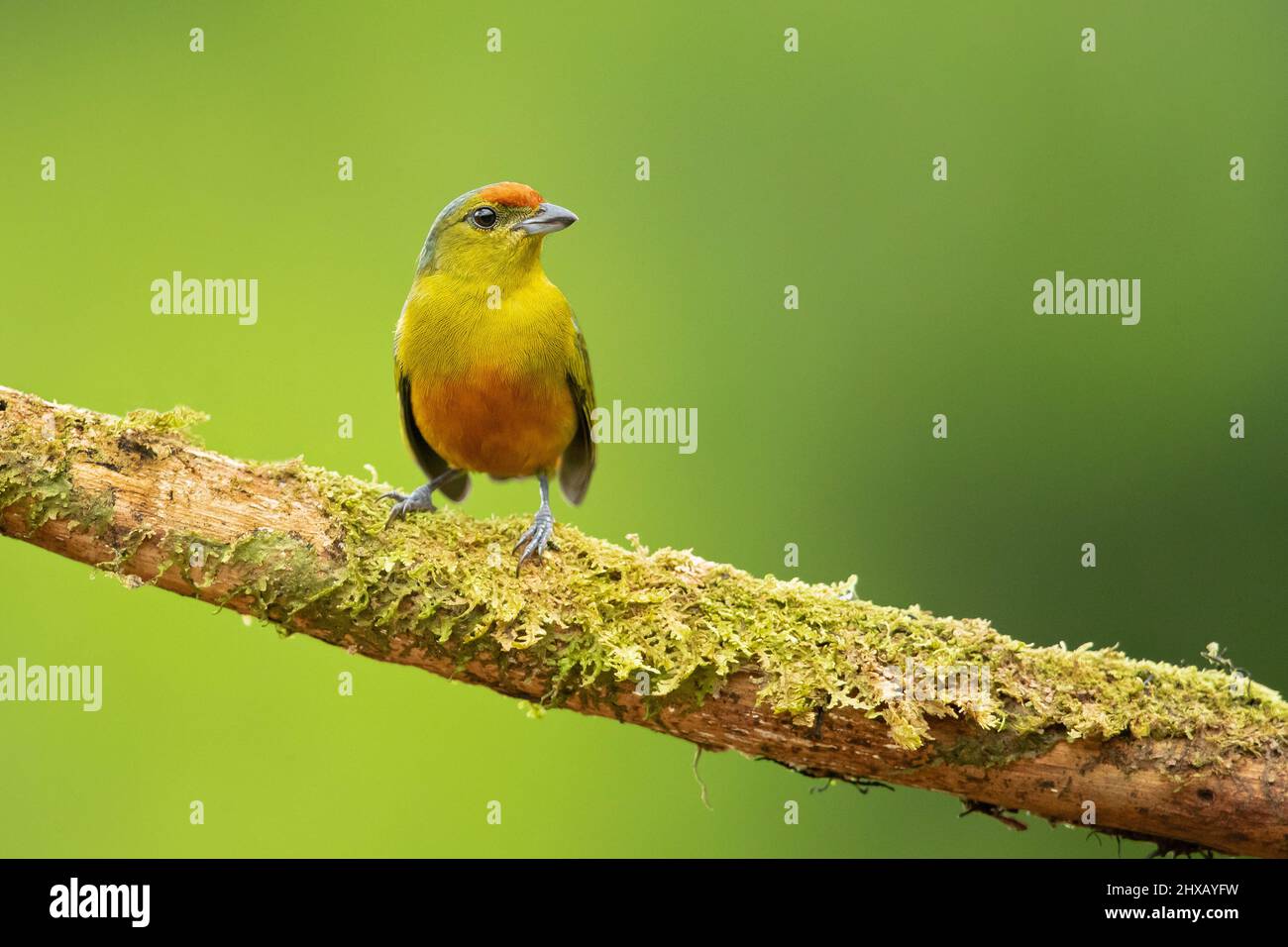 Spot-crowned euphonia (Euphonia imitans) is a species of bird in the ...