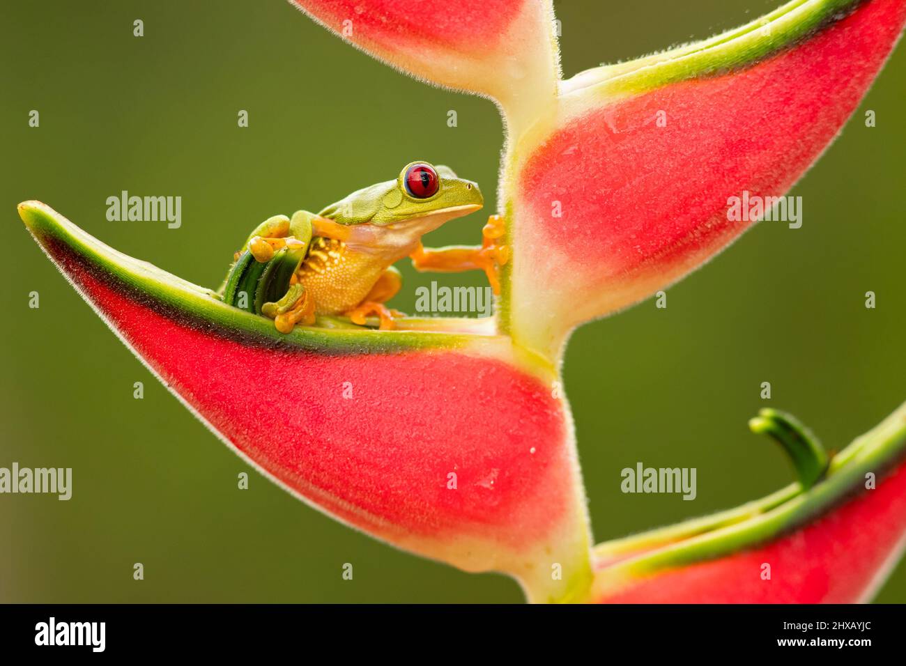 Agalychnis callidryas, or better known as the red-eyed tree frog, is an ...