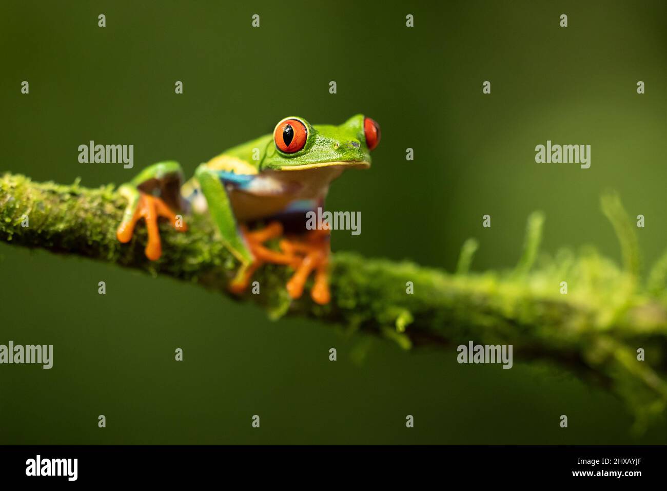 Agalychnis callidryas, or better known as the red-eyed tree frog, is an ...